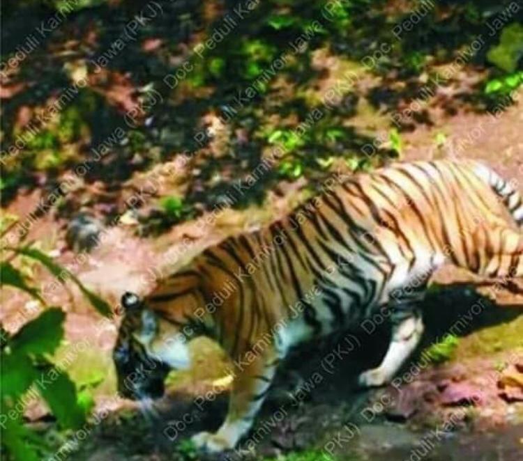 Inilah 9 Hewan yang Sudah Punah, Harimau Bali Termasuk Salah Satunya ...