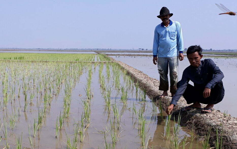 Produksi Padi Terancam Anjlok – Radar Cirebon ID