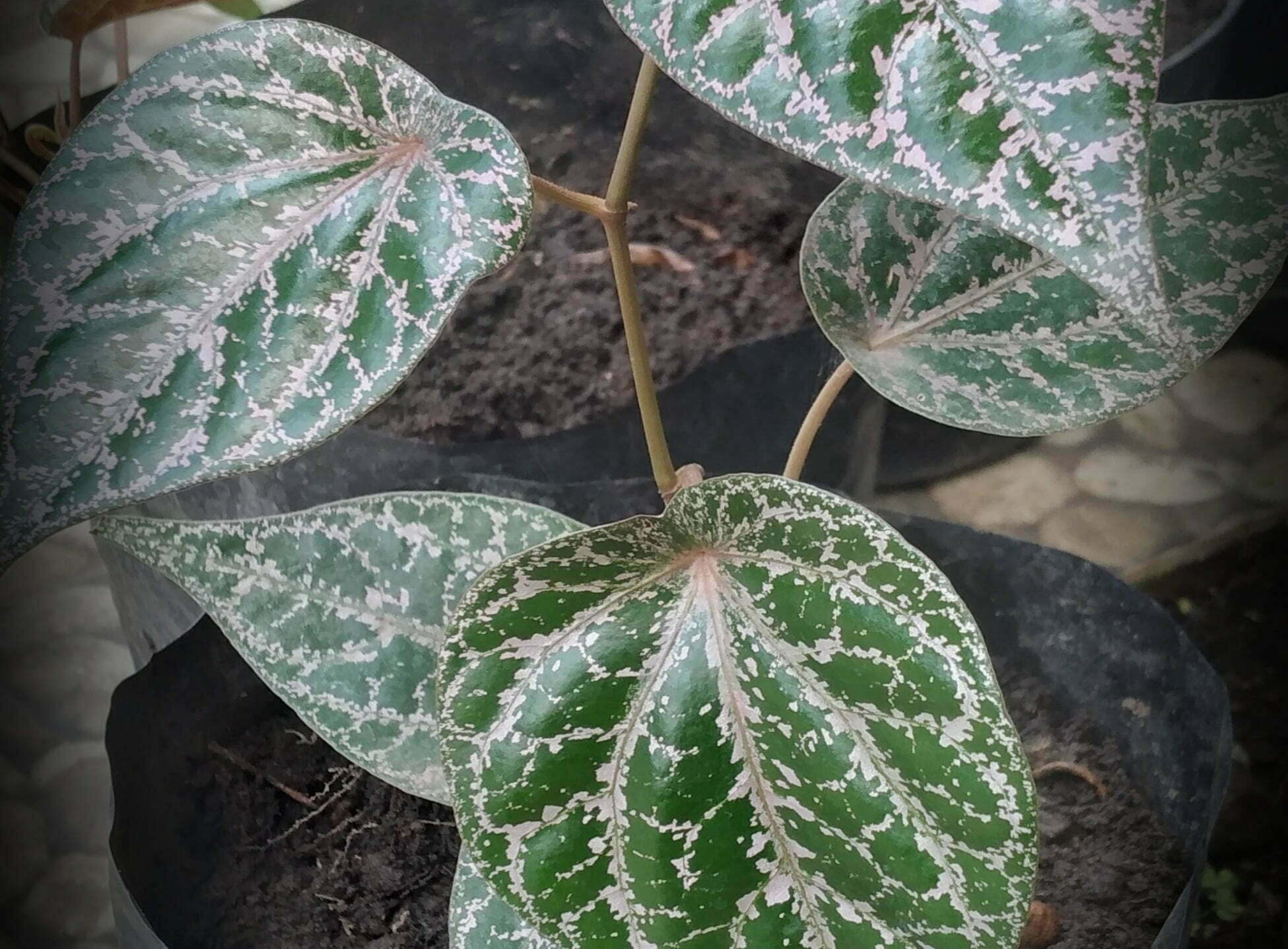 4 Langkah Mudah Menanam Sirih Merah, Bisa Pakai Polybag – Radar Cirebon ID