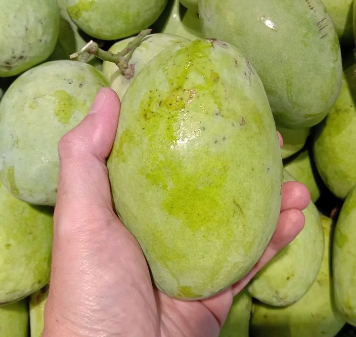 Mengenal Mangga Khas Indramayu; Inilah Karakteristik dan Harga Mangga ...