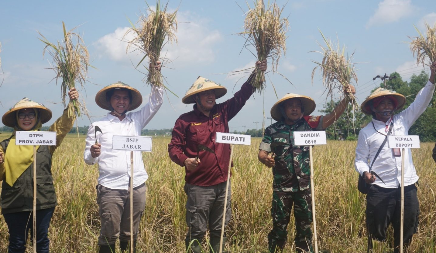 Jadi Lumbung Pangan Nasional, Hasil Panen Padi Indramayu 1,49 Juta Ton – Radar Cirebon ID