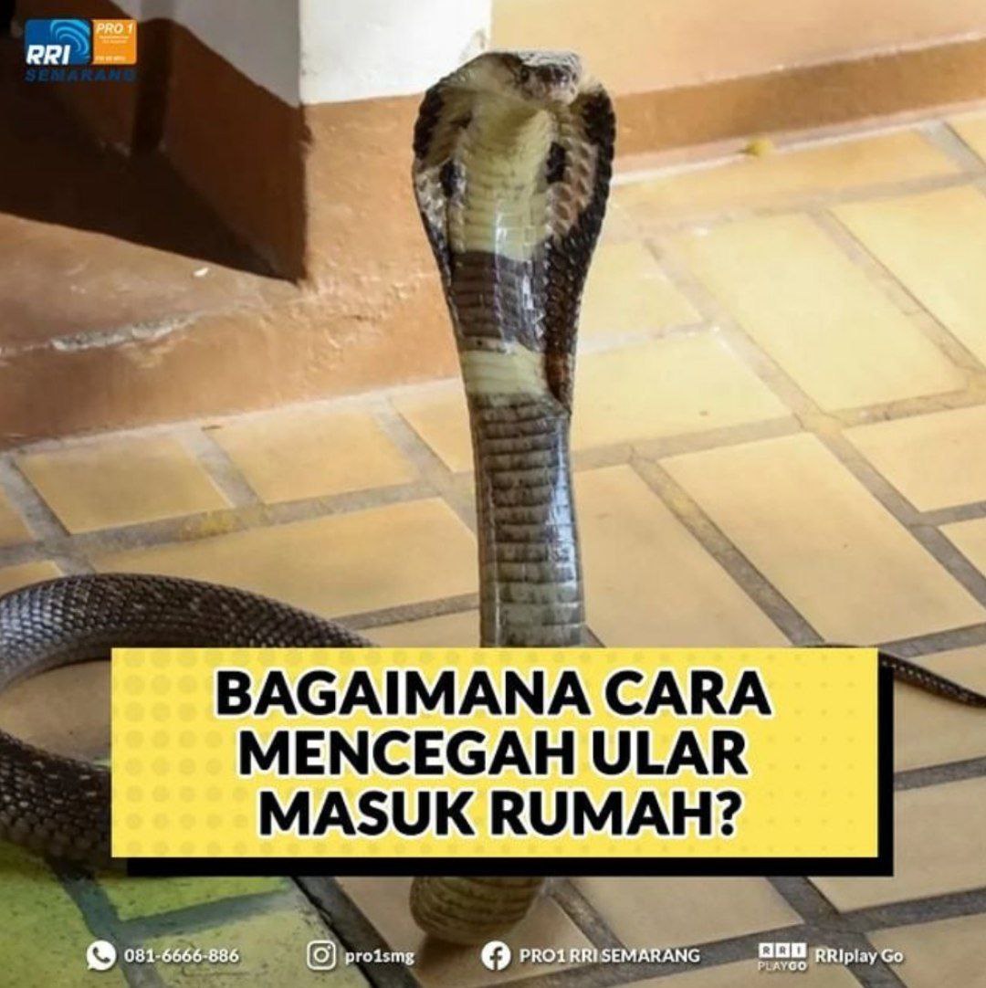 SEKARANG GA KHAWATIR LAGI INI DIA ! 10 Cara Mengusir Ular Dijamin ...