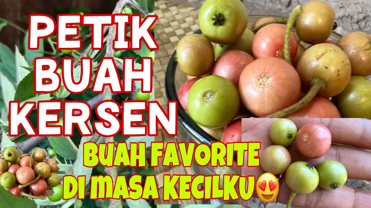 Mengenal Dan Mengetahui Manfaat Buah Kersen Yang Ngak Di Sangka ...