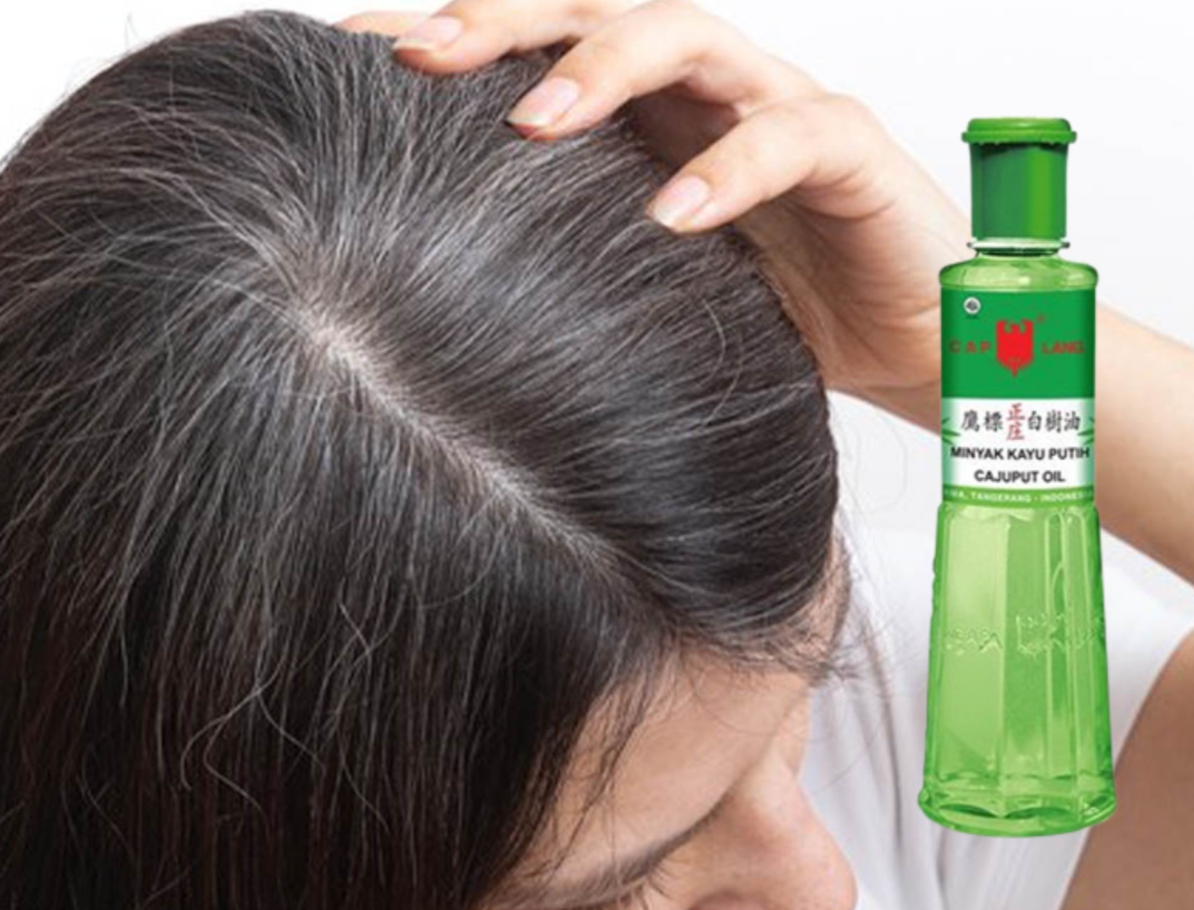 Uban Hilang Sampai Ke Akarnya!!! Inilah 3 Cara Menghitamkan Rambut dengan Minyak Kayu Putih ...