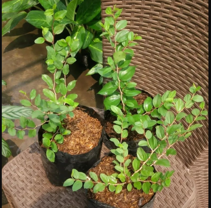 Berguna Tangkal Jin dan Sihir, Begini Cara Menggunakan Daun Bidara ...