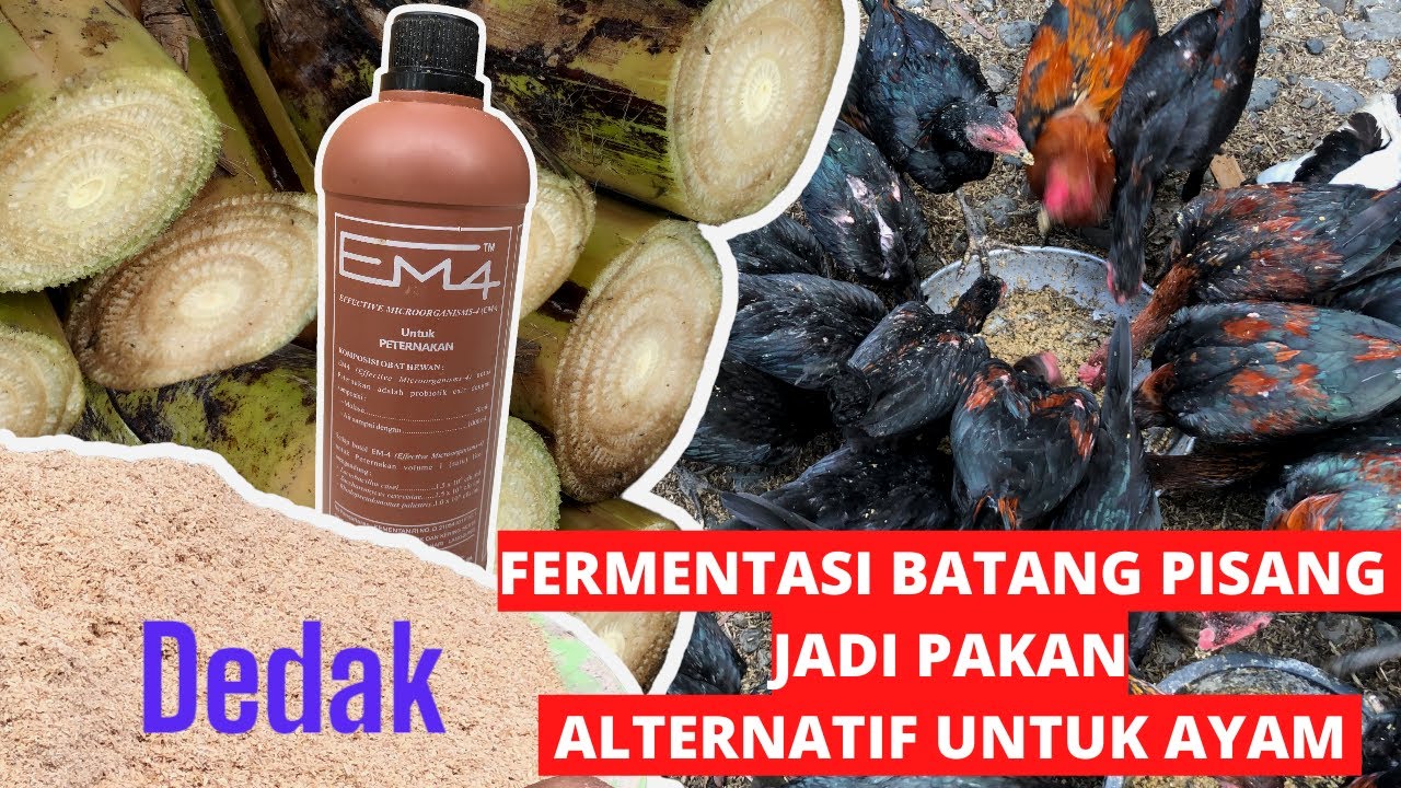 Cara Buat Pakan Fermentasi Dengan Bahan Dasar Batang Pohon Pisang Buat Pakan Ternak Ayam Di ...