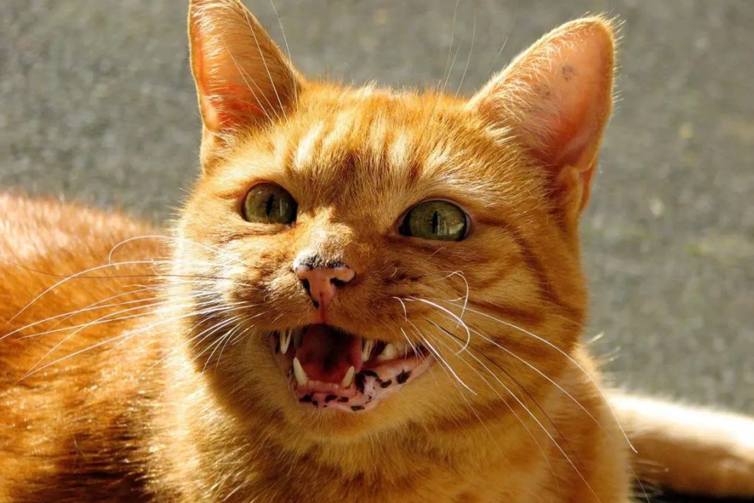 Berbahaya dan Banyak Terjadi, Ini 4 Macam-macam Penyakit Kucing dan ...