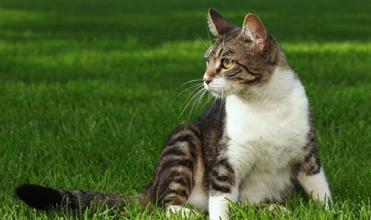 Ini Dia 5 Cara Menjinakan Kucing Liar Agar Bisa di Pelihara di Rumah ...