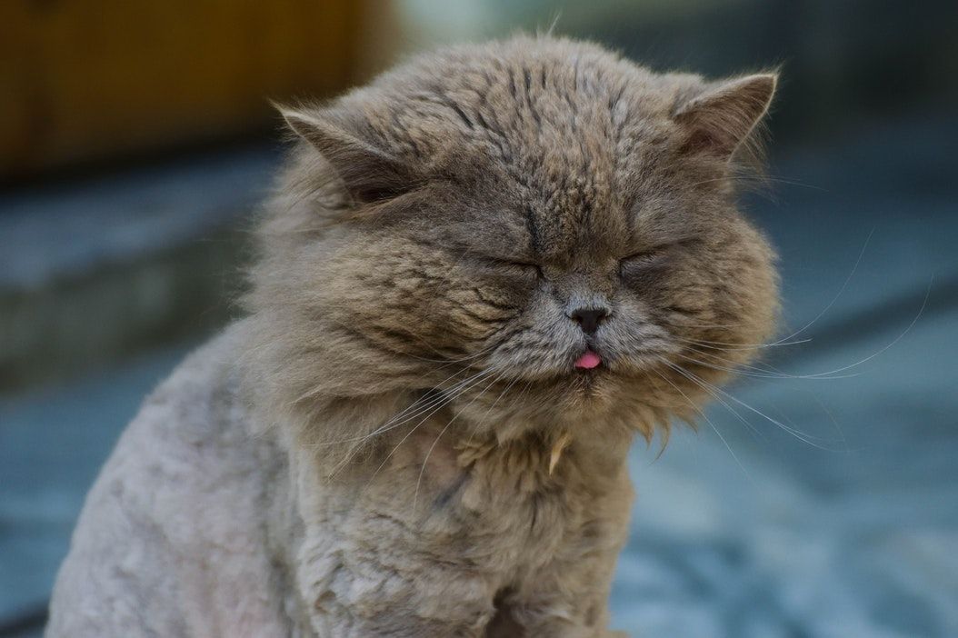 6 Penyakit Kulit Pada Kucing Yang Umum Diderita Kenali Penyebab dan ...