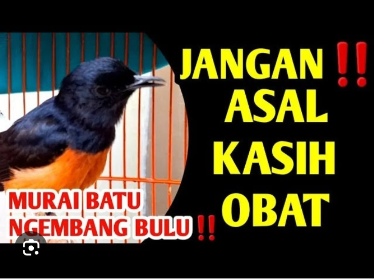 Kenali 6 Penyebab dan Cara Mengatasi Murai Batu Bulu Ngembang Jangan Asal Kasih Obat – Radar ...