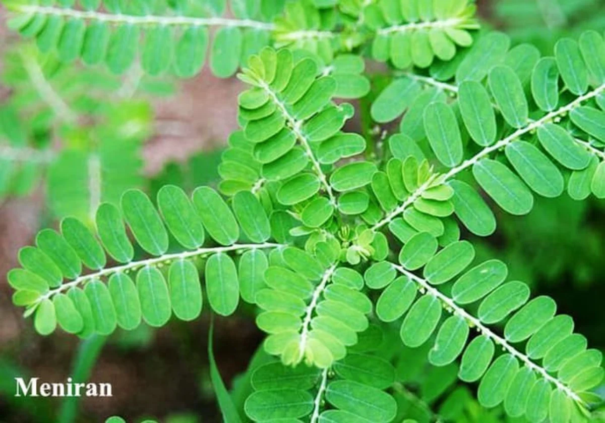 Selain Mengatasi Malaria Simak Berikut 8 Manfaat Daun Meniran Untuk ...