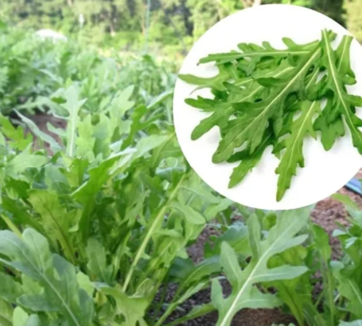 Kenali 9 Manfaat dari Sayur Arugula, Salah satunya Buat Kesehatan ...