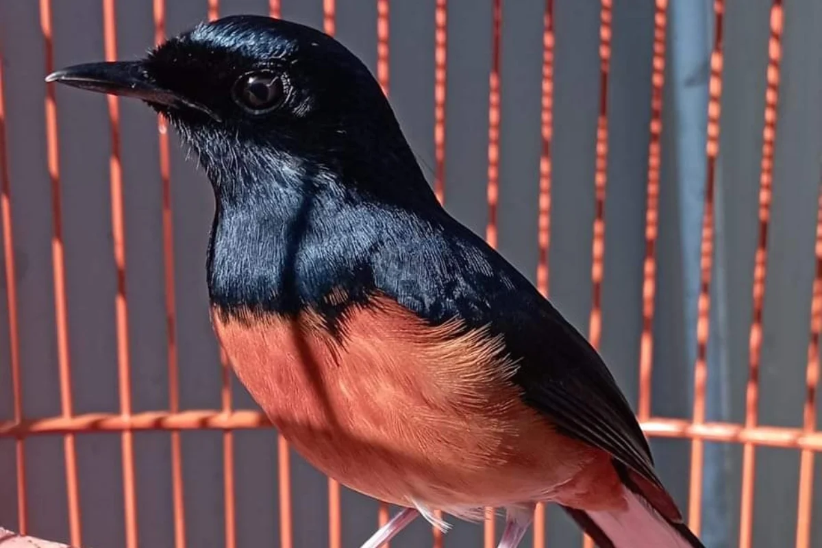 Merawat Murai Batu Tipe Dingin: Panduan Lengkap untuk Hasil Maksimal ...