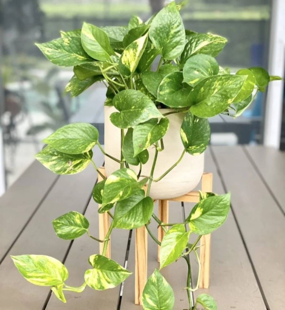 Dapat Menjernihkan Udara, Inilah 5 Manfaat Menanam Tanaman Pothos di ...