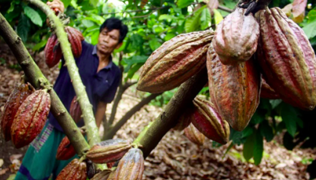 Peran Kakao Indonesia dalam Mendorong Ekonomi dan Industri Cokelat ...