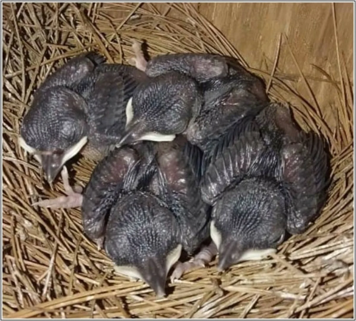 Cara Merawat Anakan Murai Batu Umur 7 Hari Kunci Sukses Cuan Terus ...