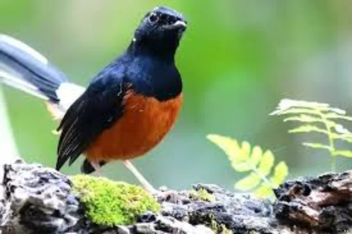 12 Cara Merawat Murai Batu Untuk Pemula Agar Burung Tidak Menjadi Rusak ...