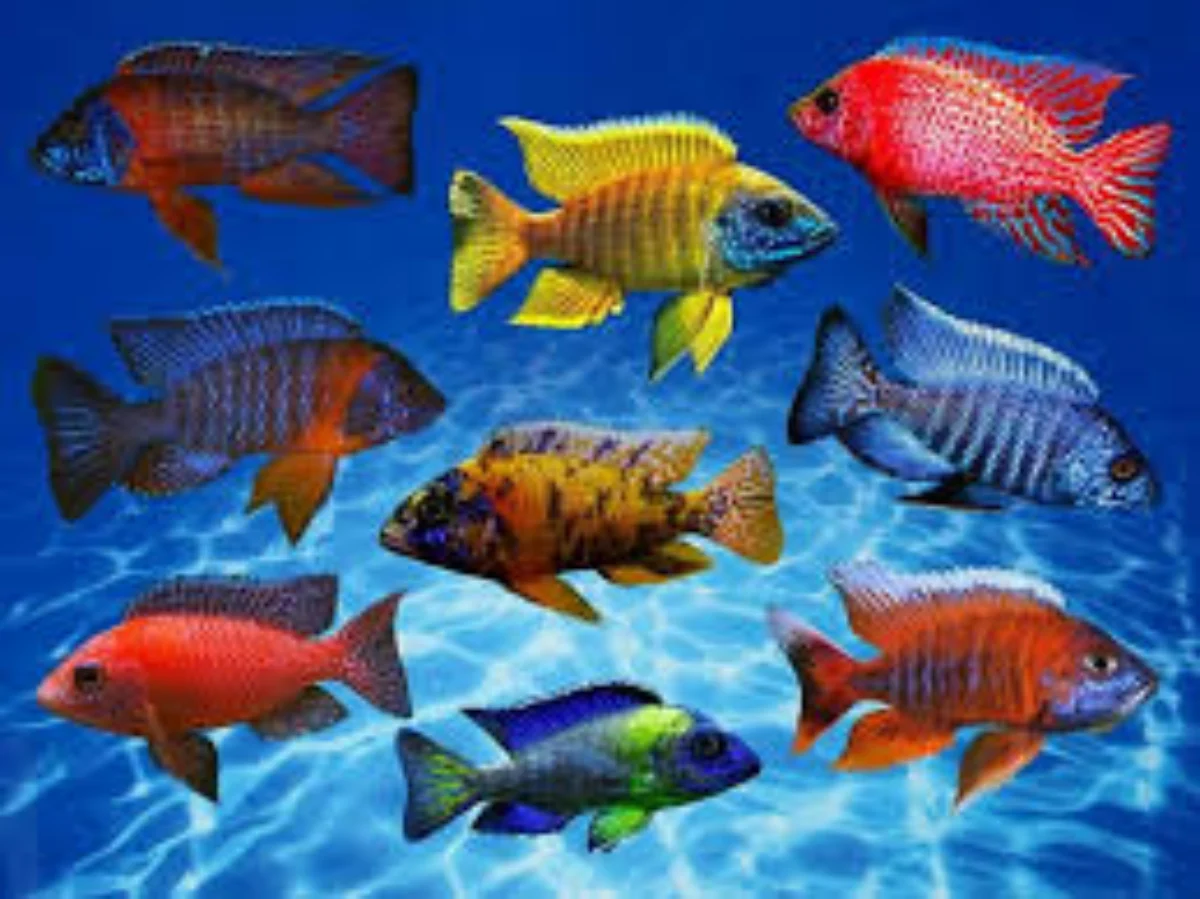 Ikan Cichlid Ikan Air Tawar Rasa Air Laut Yang Berwarna Unik Dan Indah ...
