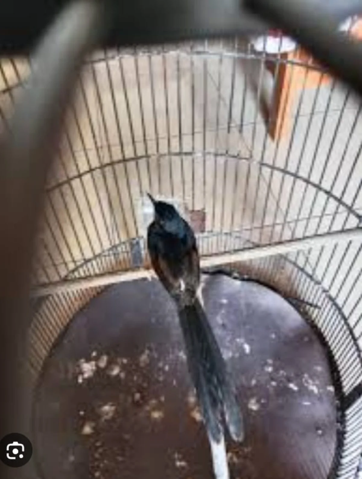 Ini Penyebab, Ciri, dan Cara Mengatasi Murai Batu Berak Kapur Agar Sehat Kembali – Radar Cirebon ID