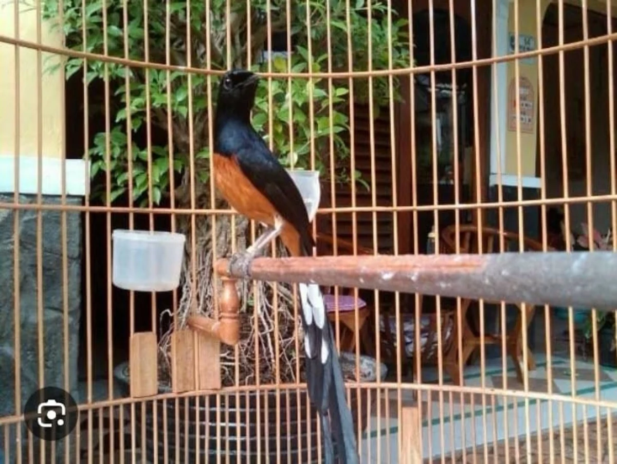 7 Cara Merawat Murai Batu Baru Beli Agar Terhindar Dari Stress Burung Langsung Gacor – Radar ...