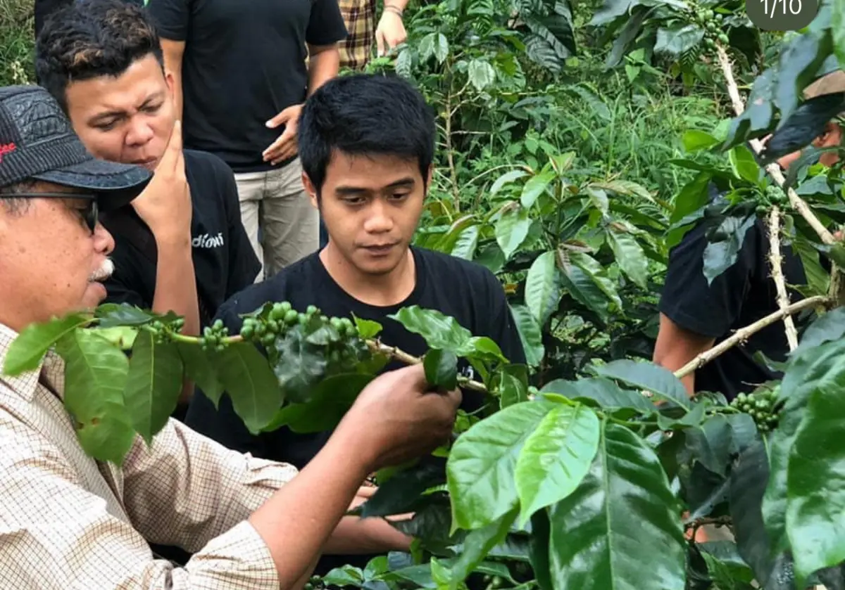 Kopi Gunung Aci, Kopi dari Pedalaman Kabupaten Kuningan, Asamnya Lebih ...